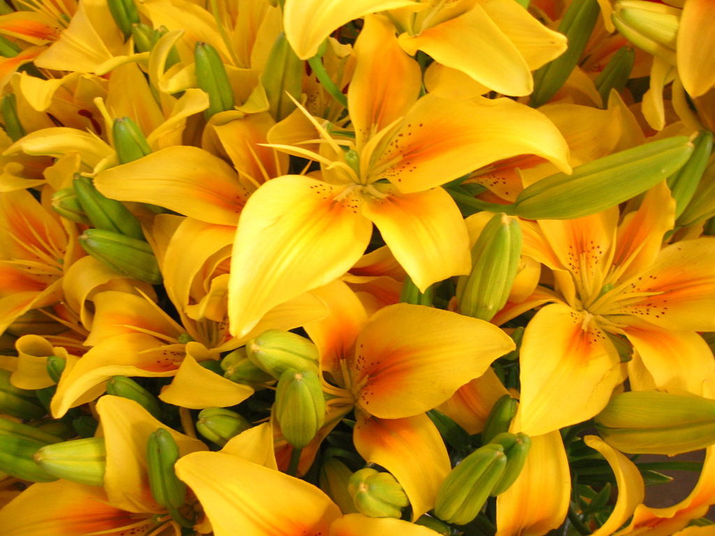 Free Food Images Hd Free Flower Images For Commercial Use